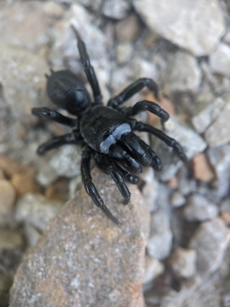 Black Purseweb Spider from Goshen Township, OH, USA on June 7, 2020 at ...