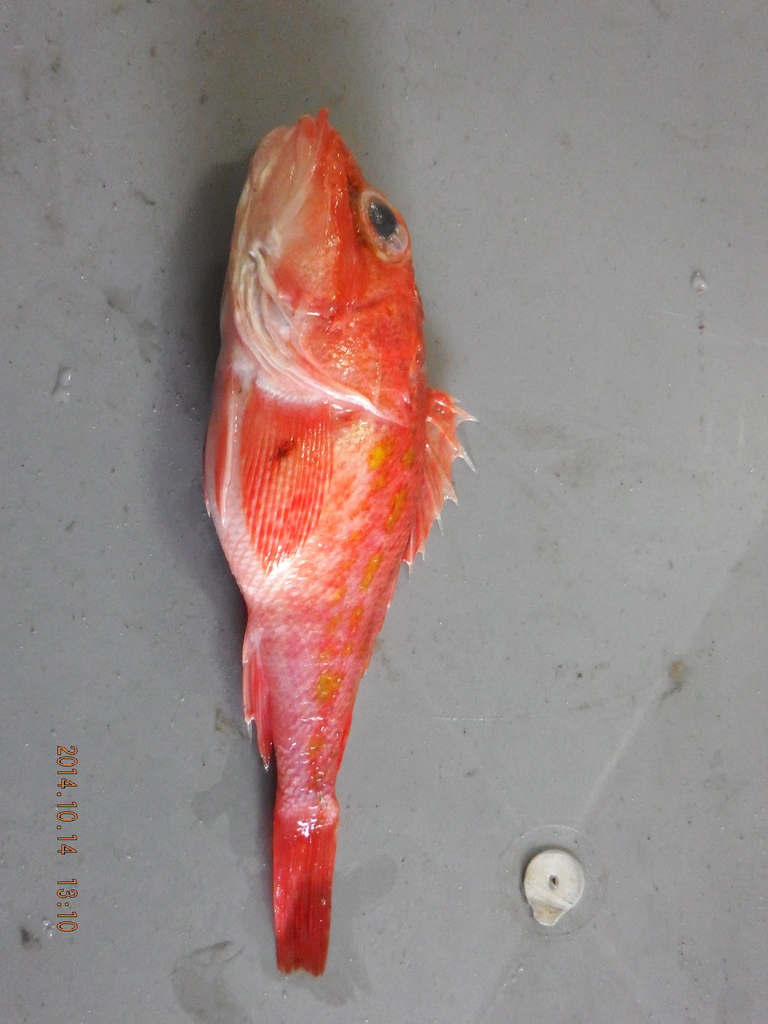 (Pontinus sierra) - Marine Life Identification