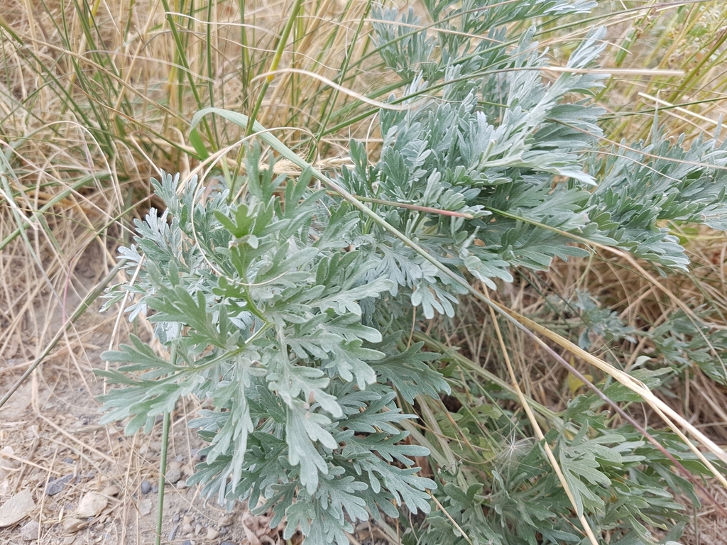 absinthe wormwood from Calgary, AB T3K 1K6, Canada on August 29, 2020 ...