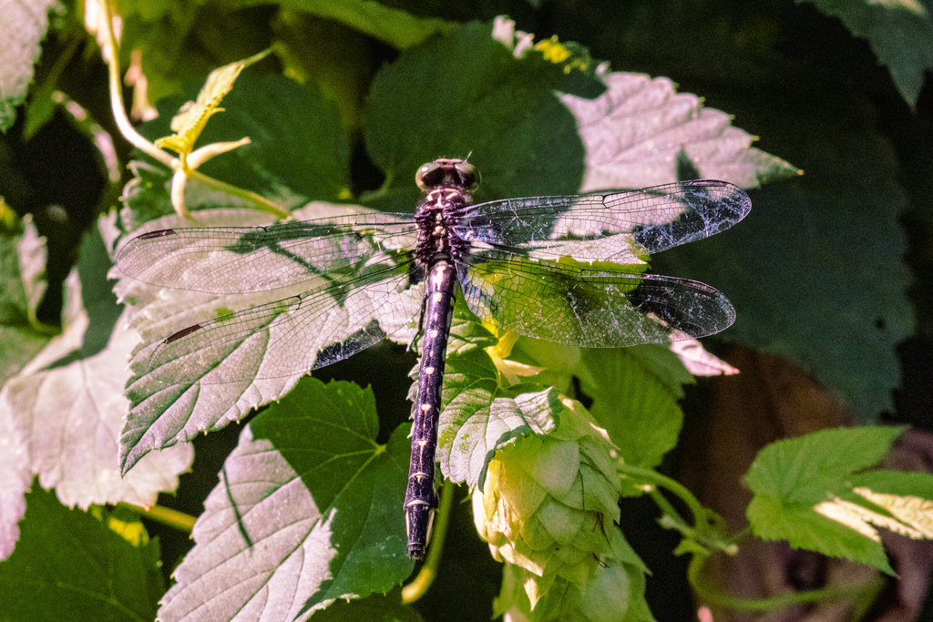 Arrow Clubtail from Herndon, PA, USA on August 29, 2020 at 03:55 PM by ...