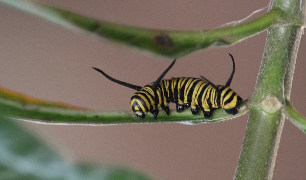 Southern Monarch from Carapachay, Provincia de Buenos Aires, Argentina ...