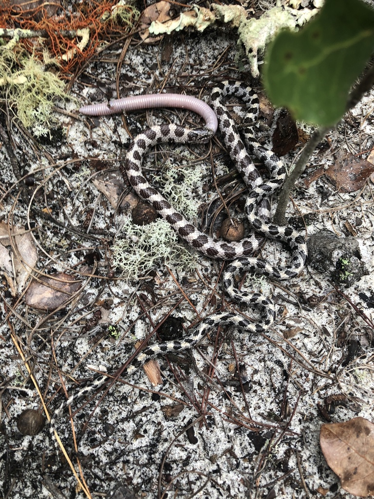 Short-tailed Snake in August 2020 by kingandy · iNaturalist