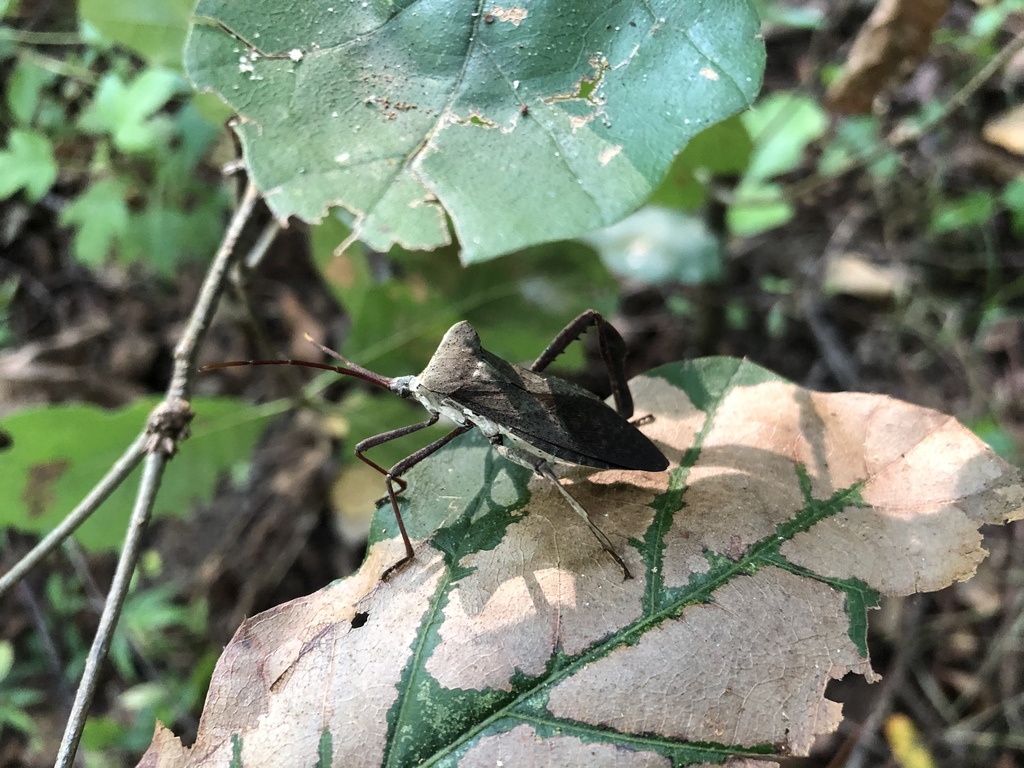 Giant leaf-footed bug from Central, LA, US on August 08, 2020 at 08:05 ...