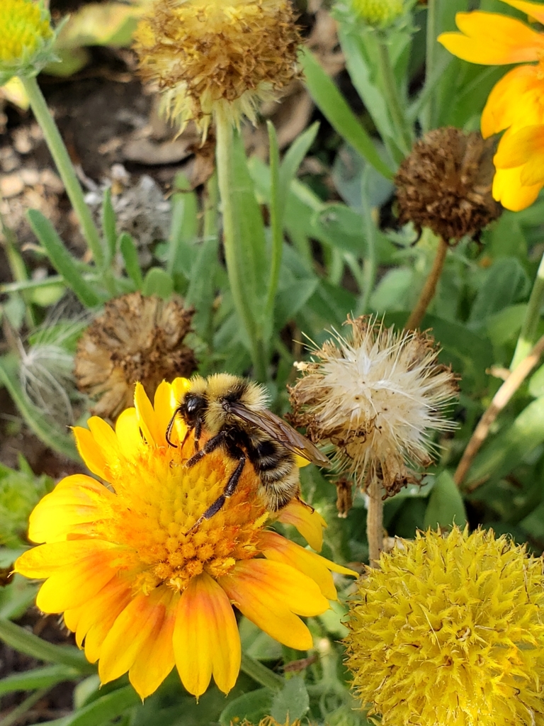 Suckley's Cuckoo Bumble Bee from Edenwold, SK S0G 1K0, Canada on August ...