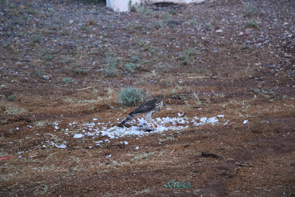 Cooper's Hawk from El Herradero, Chihuahua, Chih., Mexico on July 25 ...