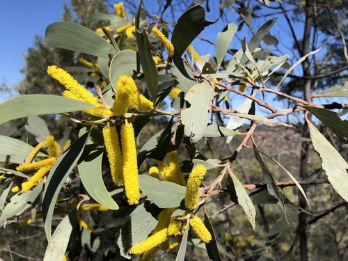 Acacia longispicata · iNaturalist Australia