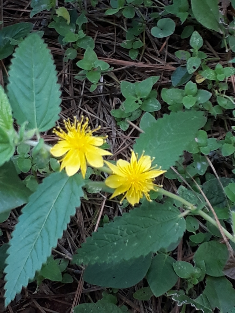 Orinoco jute (Corchorus orinocensis) - Botanical Realm