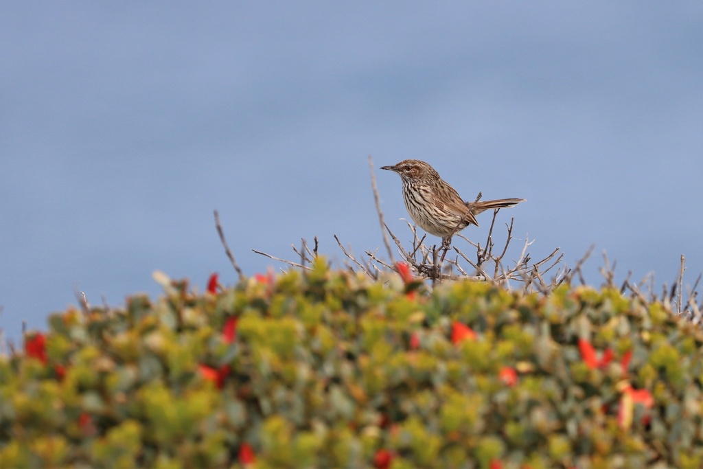 Rufous Fieldwren (Calamanthus campestris) - Avian Discovery