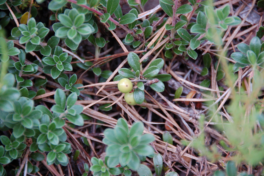 bearberry from Myles Standish State Forest, Frost Pocket Loop, Plymouth ...