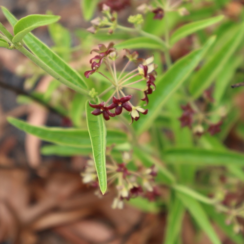 Vincetoxicum erectum · iNaturalist Australia