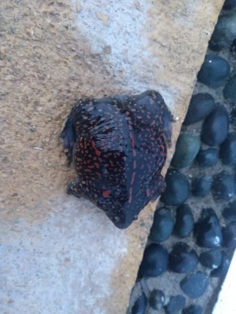 Mexican Burrowing Toad from Zihuatanejo, GRO, MX on August 29, 2020 at ...