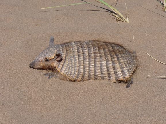 Screaming Hairy Armadillo (Chaetophractus vellerosus) - Know Your Mammals