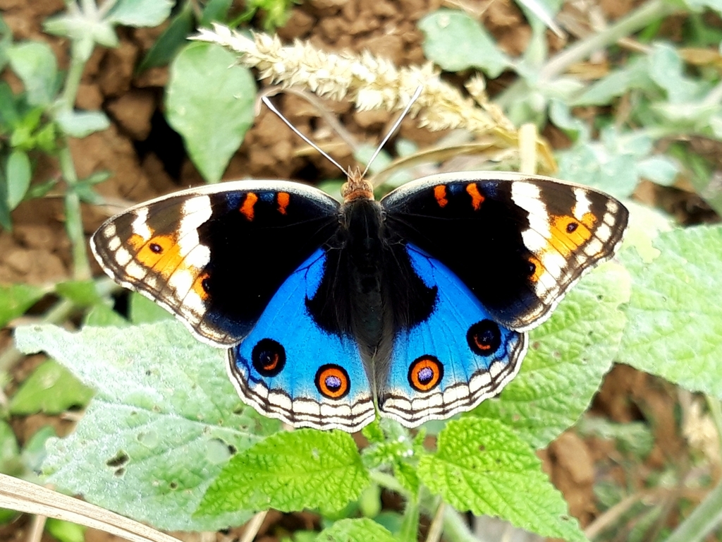 Blue Pansy from Klaten on August 30, 2020 at 11:29 AM by Joseph Marvin ...