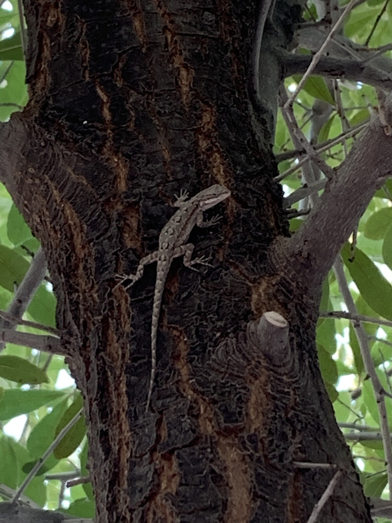Ornate Tree Lizard from Lone Tree Golf Club, Chandler, AZ, US on August ...