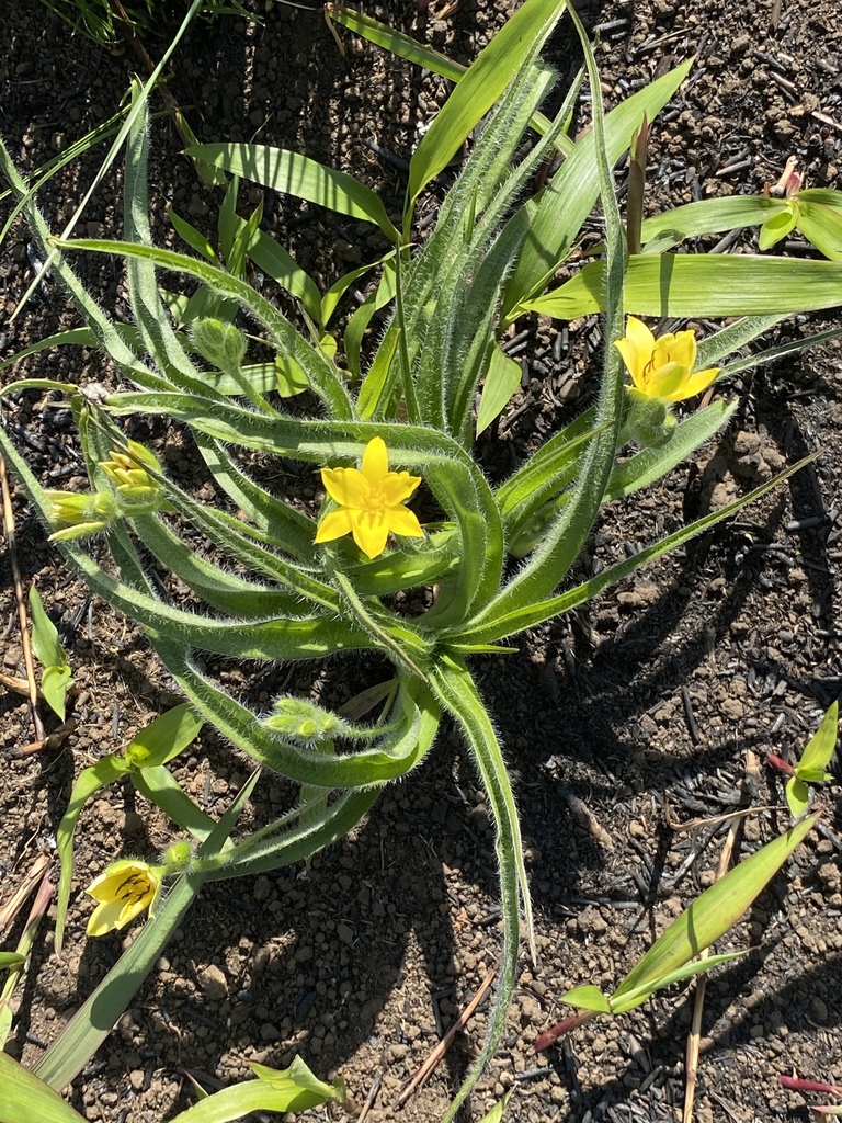 African Stargrass from Msinsi Road, Kloof, KZN, ZA on August 22, 2020 ...