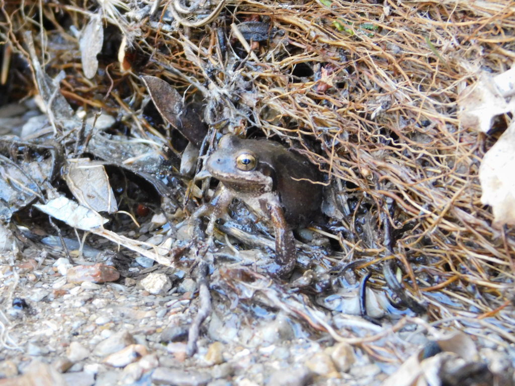 Pacific chorus frog from MOUNTAIN SPRG, NV 89161, USA on August 28 ...
