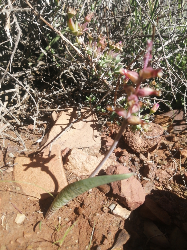 Drab Viooltjie in August 2020 by Frank Gaude · iNaturalist