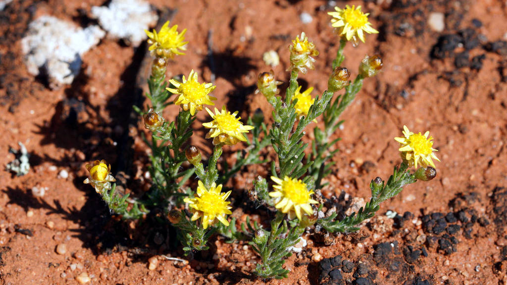 Orange Sunray from Bakara Conservation Park on August 27, 2020 by ...