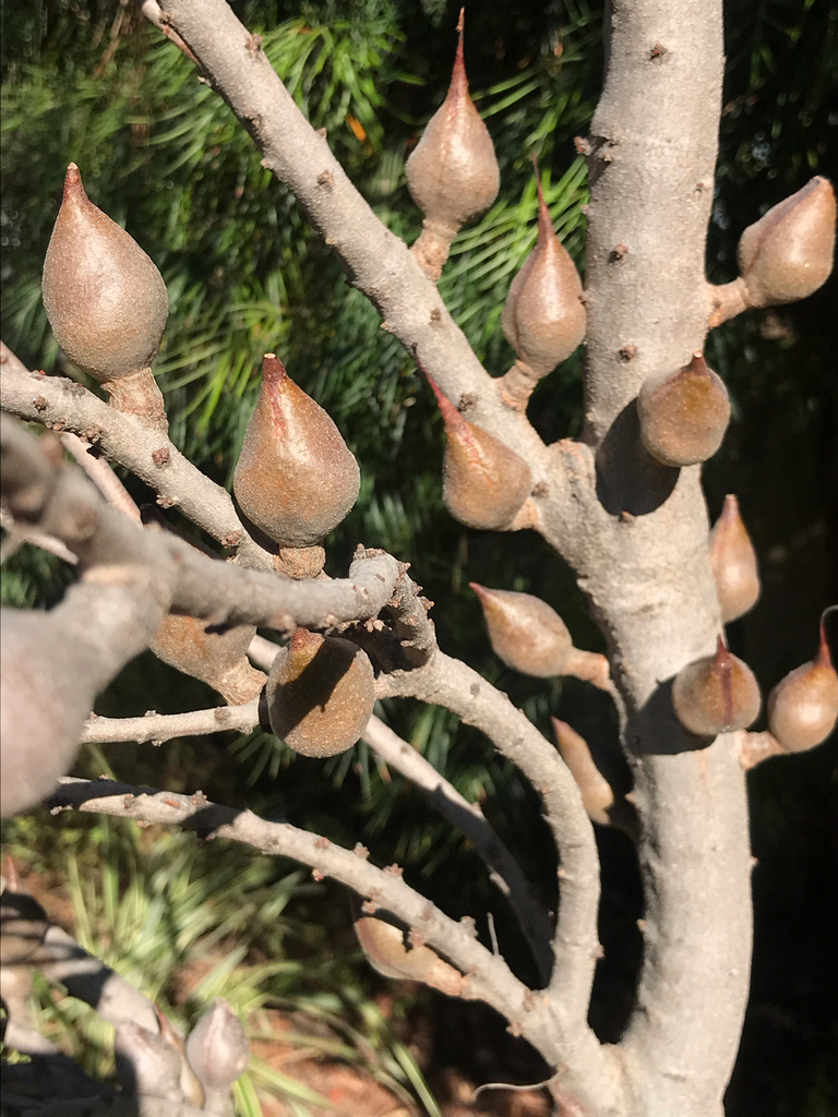 Pincushion trees from Bormes-les-Mimosas on August 30, 2020 at 07:55 AM ...