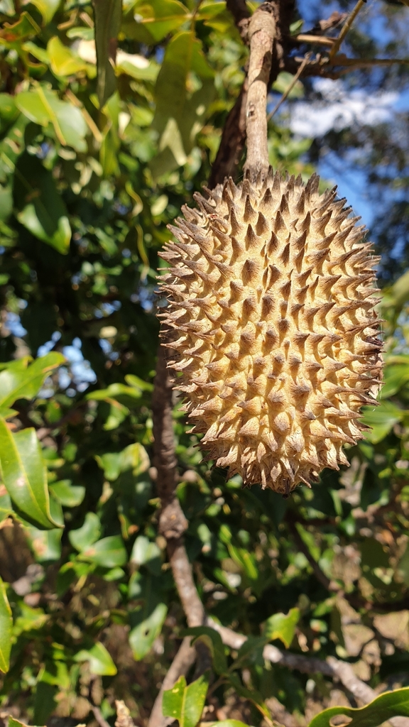 Crows Ash (Logan RE 12.8.8 Flora) · iNaturalist