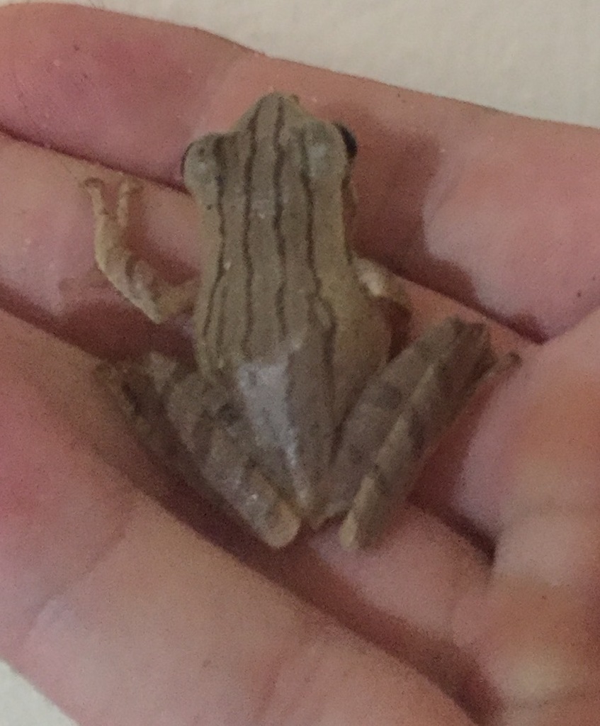 Common Southeast Asian Tree Frog from Ko Lanta Yai, Ko Lanta District ...