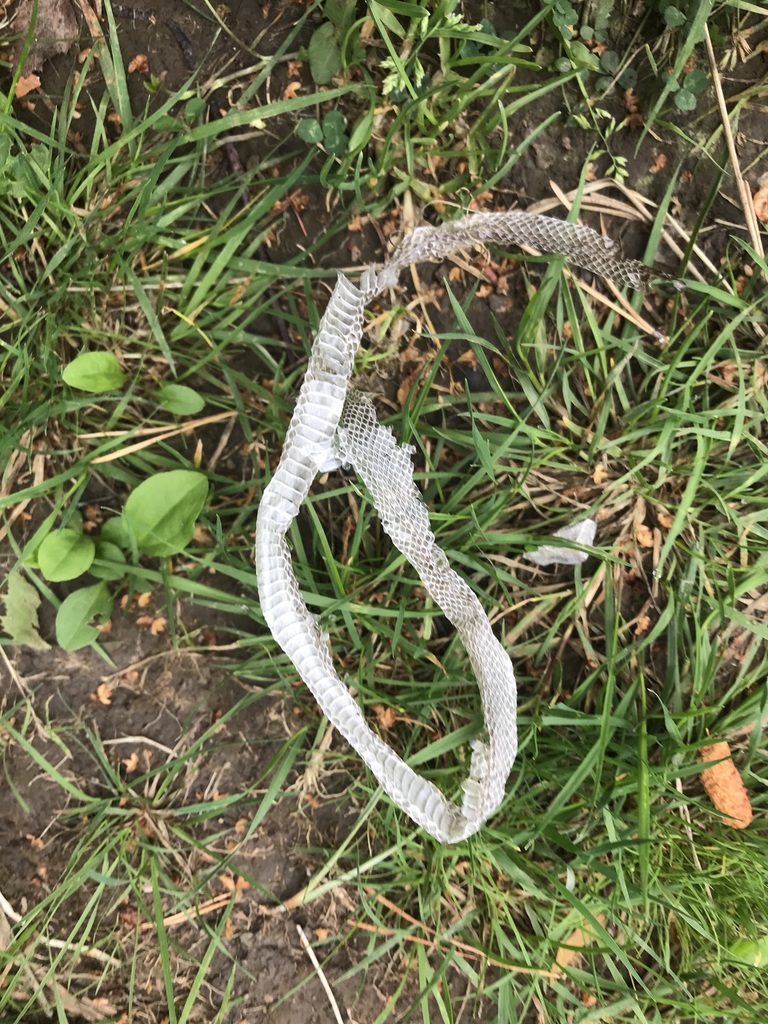 Smooth Snake in August 2020 by kase. Probably Coronella austriaca skin ...