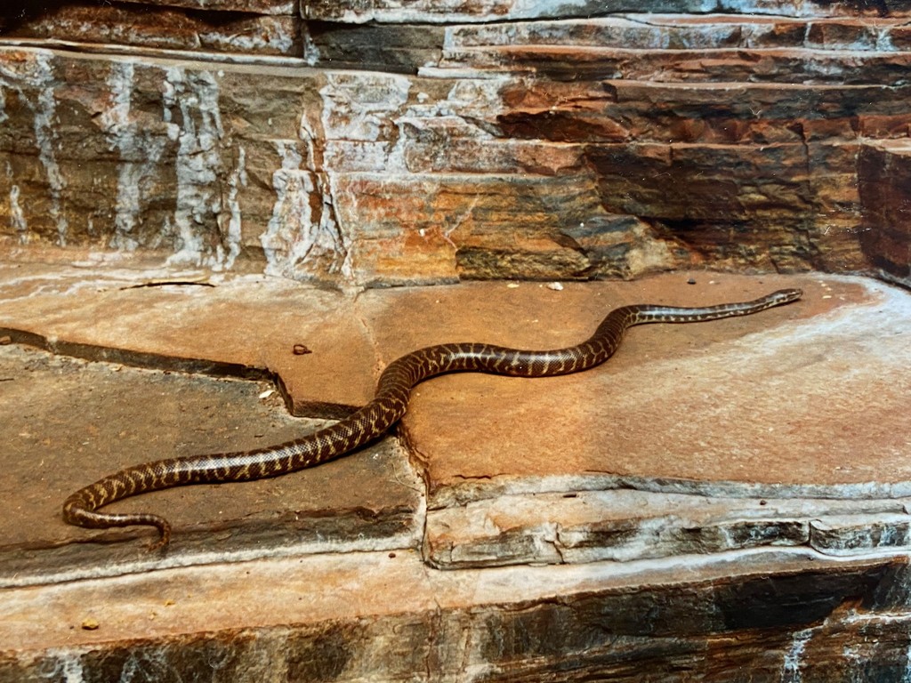 Children's Python from Banjima Dr, Karijini WA 6751, Australia on ...