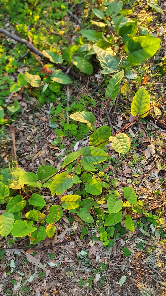 Kangaroo Vine from Tregony QLD 4370, Australia on August 29, 2020 at 06 ...