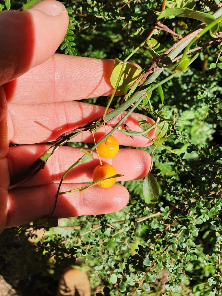 Wombat Berry from Mount Wilson NSW 2786, Australia on August 29, 2020 ...