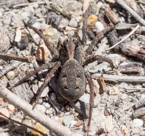 Venatrix australiensis · iNaturalist