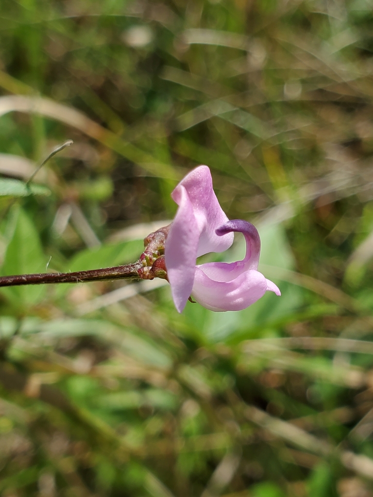 trailing fuzzy-bean in August 2020 by Chantel · iNaturalist