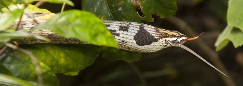 Twig Snake (Thelotornis capensis) - Snakes and Lizards