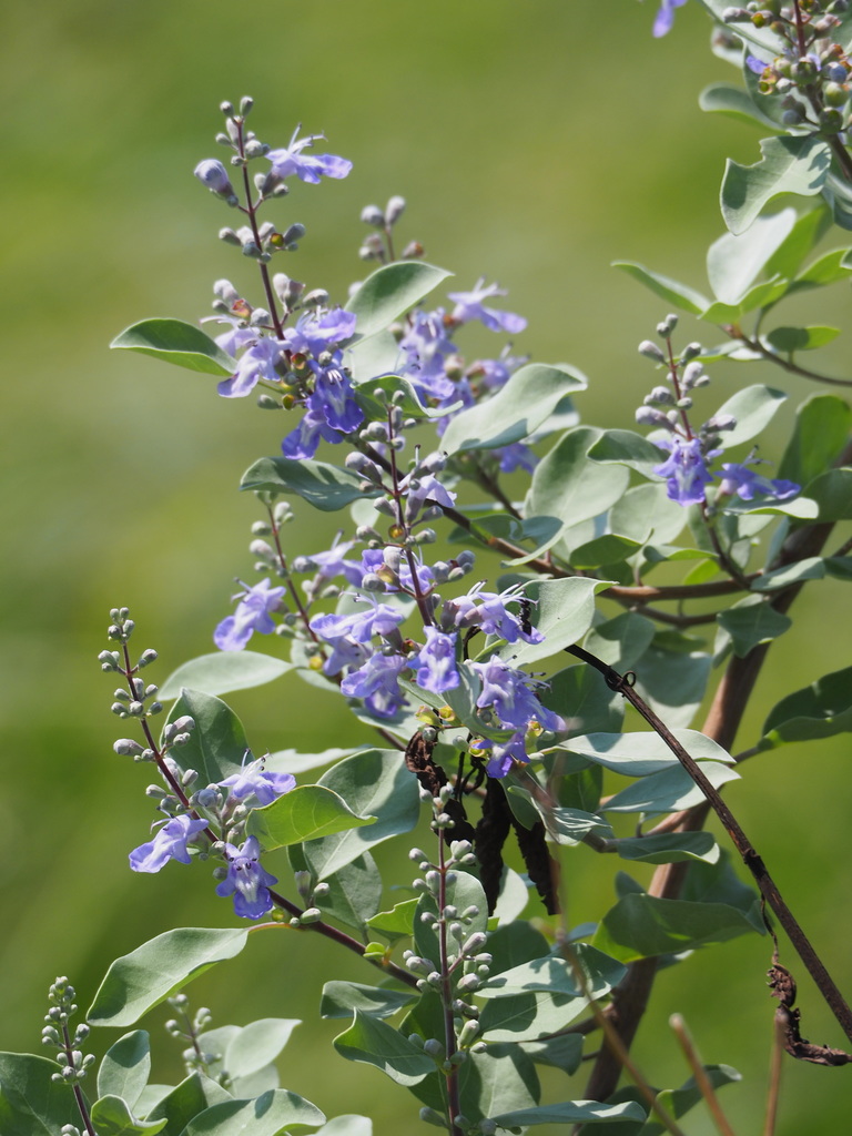 (Vitex) - Botanical Realm