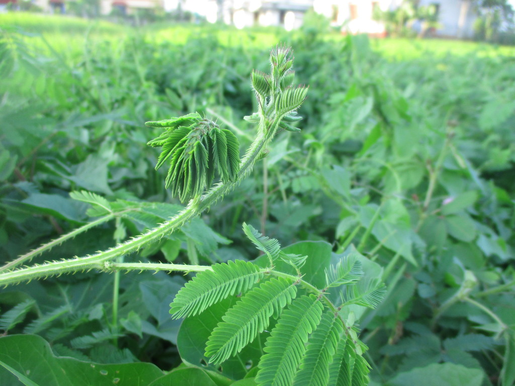 giant false sensitive plant from Anarmani, Birtamode, Nepal on August ...