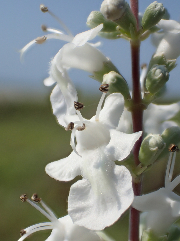 Beach Vitex (Vitex rotundifolia) - Botanical Realm