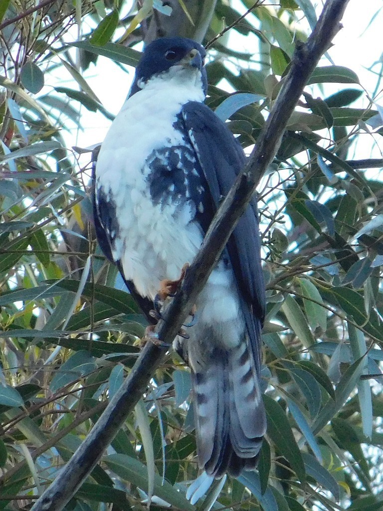 Black Goshawk from Greyton, 7233, South Africa on August 30, 2020 at 07 ...