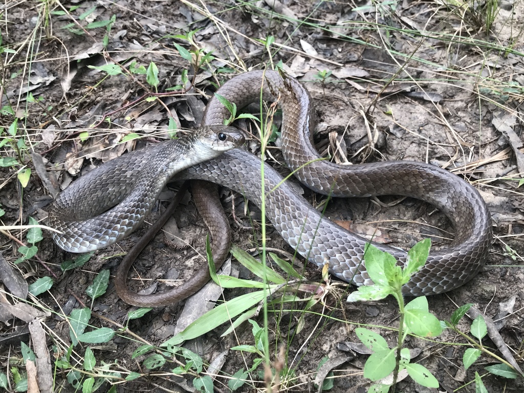 Tan Racer from Stonewall Rd, Sour Lake, TX, US on July 28, 2020 at 06: ...