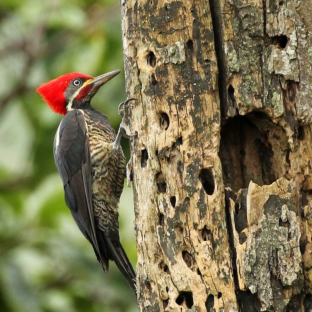 Lineated Woodpecker from Guayabal de Siquima, Cundinamarca, Colombia on ...
