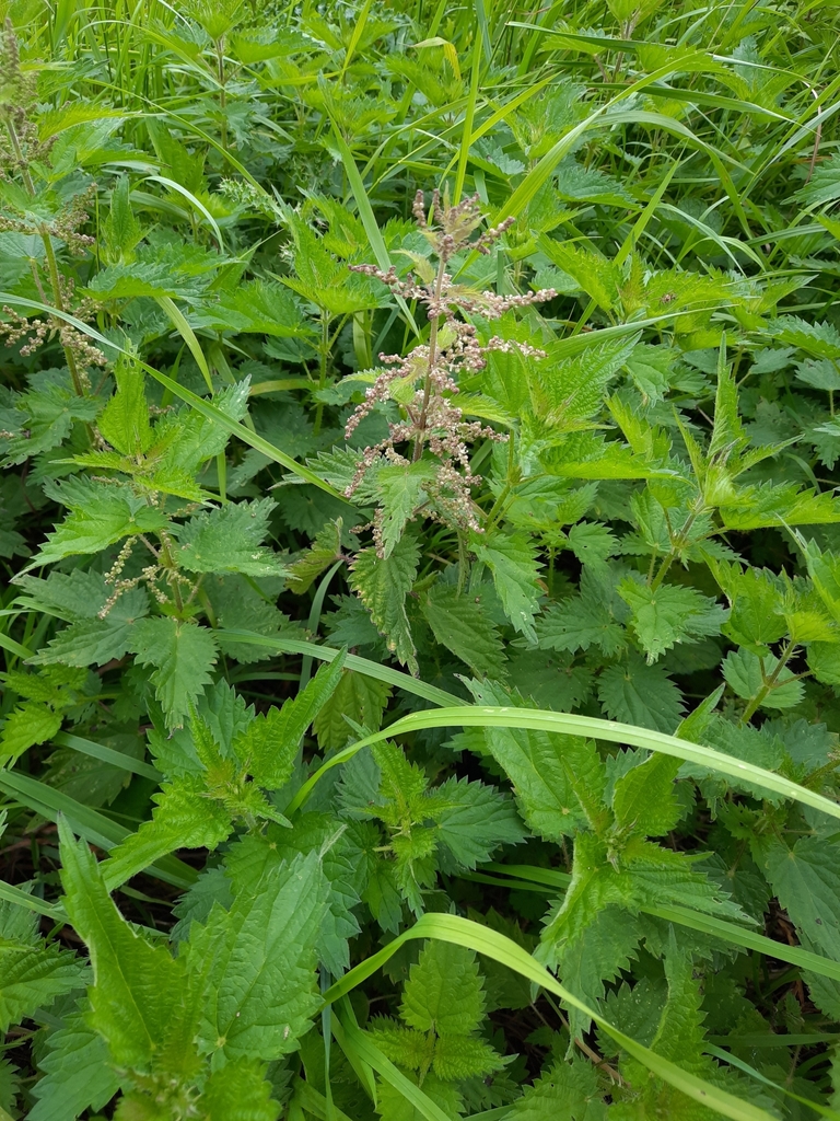 great stinging nettle from Worcestershire on August 30, 2020 at 02:52 ...