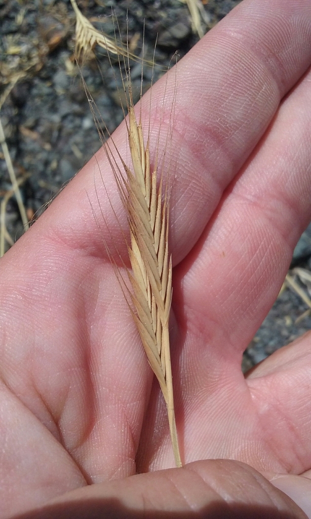 purple false-brome from Spear Ave, San Francisco, CA 94124, USA on July ...