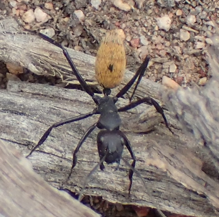 Karoo Balbyter Ant from Ezeljagt, South Cape DC, South Africa on August ...