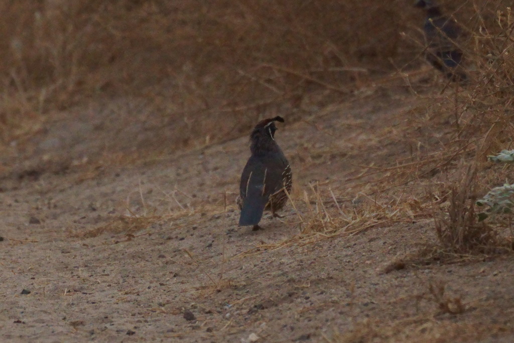 California Quail from San Diego County, CA, USA on August 21, 2020 at ...