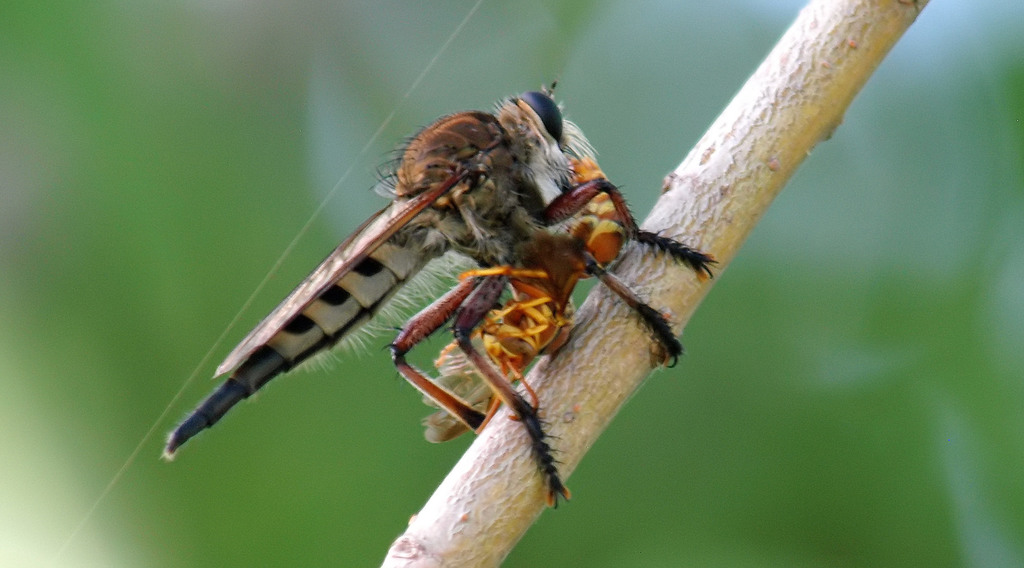fuscatus-group Paper Wasps from Rowlett Creek Nature Preserve area on ...