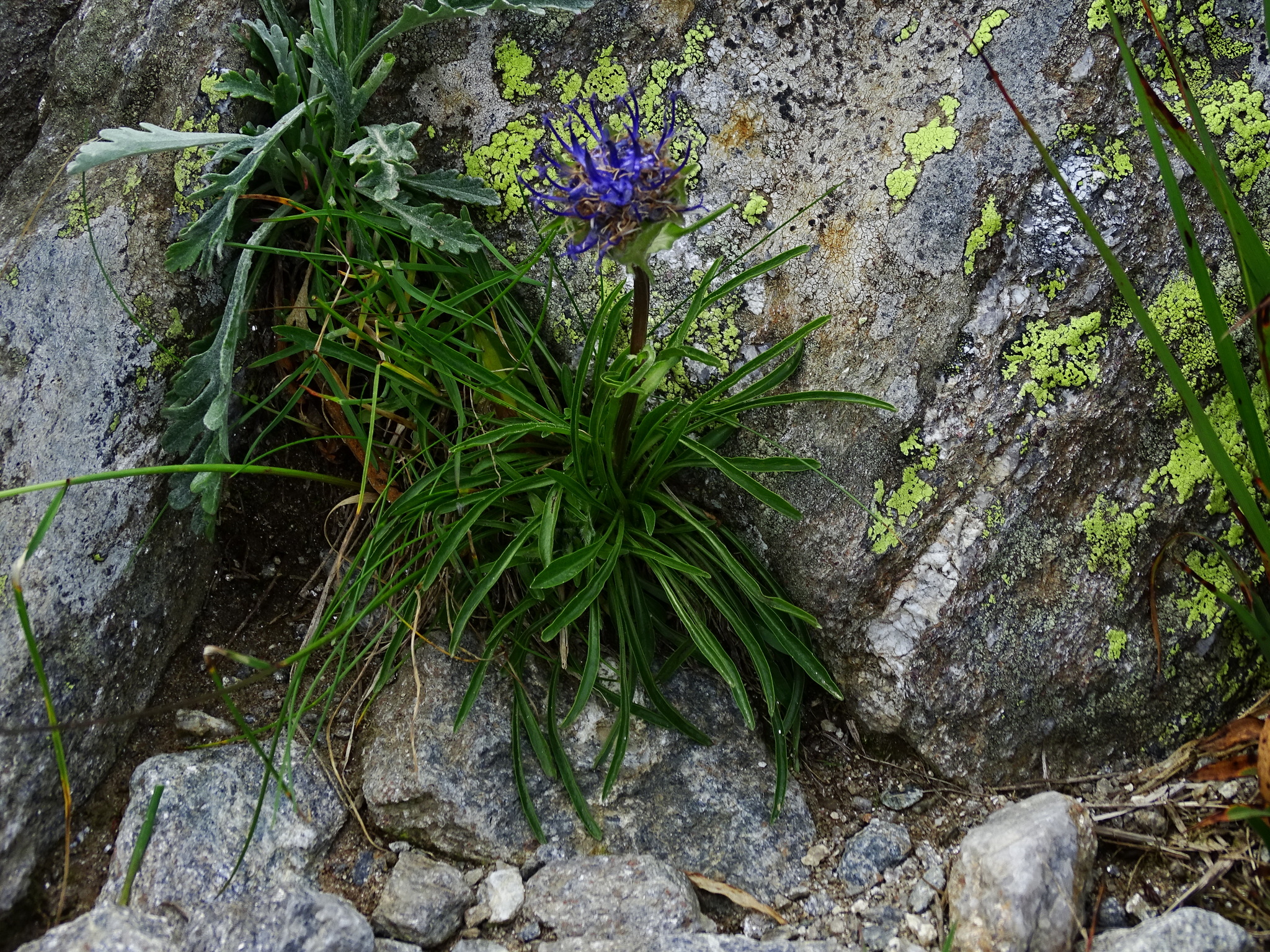 Phyteuma confusum A.Kern.