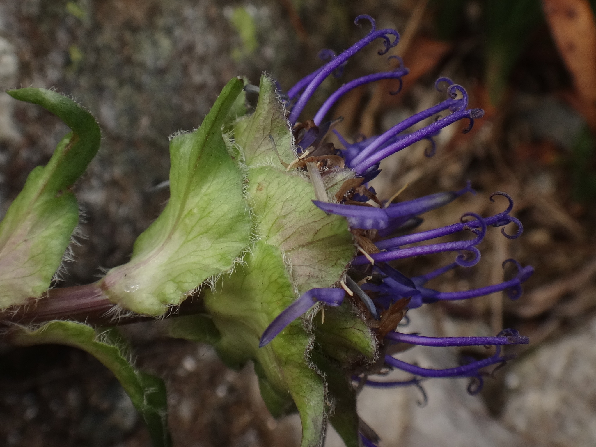 Phyteuma confusum A.Kern.