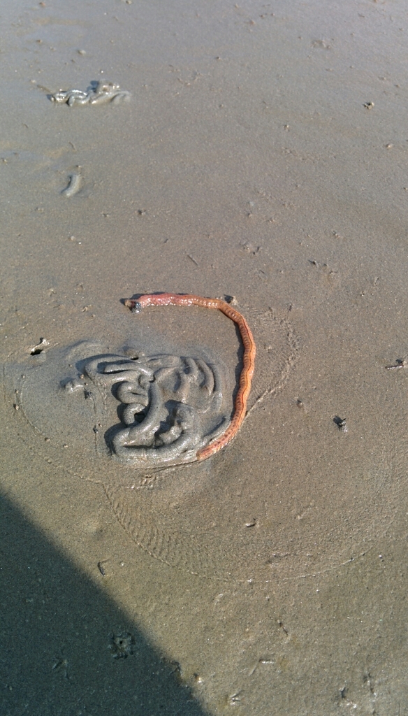 Ragworms and Allies from Germany on August 29, 2020 at 02:37 PM by ...