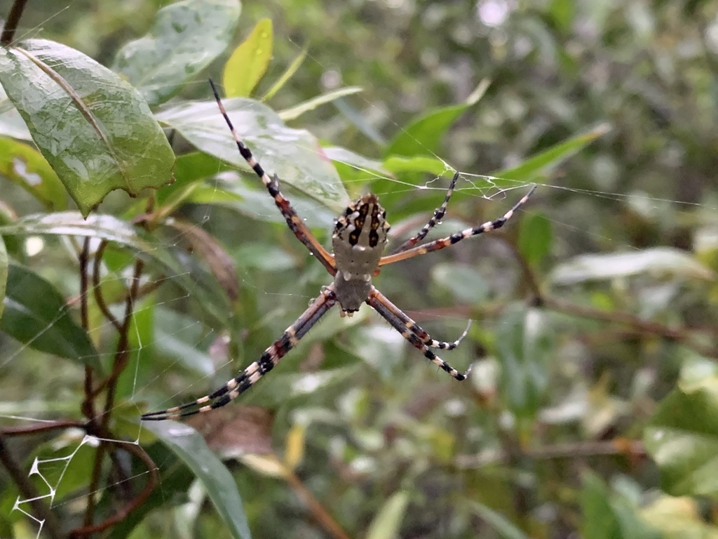 Florida Garden Spider from Bristol, FL, US on August 29, 2020 at 07:59 ...