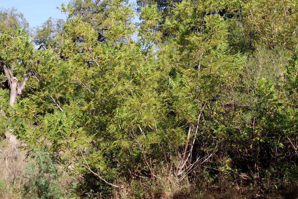 Little Walnut (Juglans microcarpa) - Botanical Realm