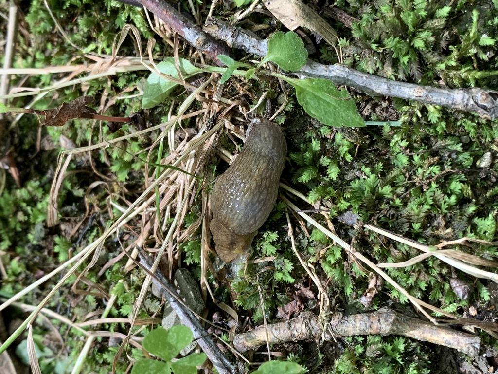 Helicinan Snails and Slugs in August 2020 by salamoag · iNaturalist