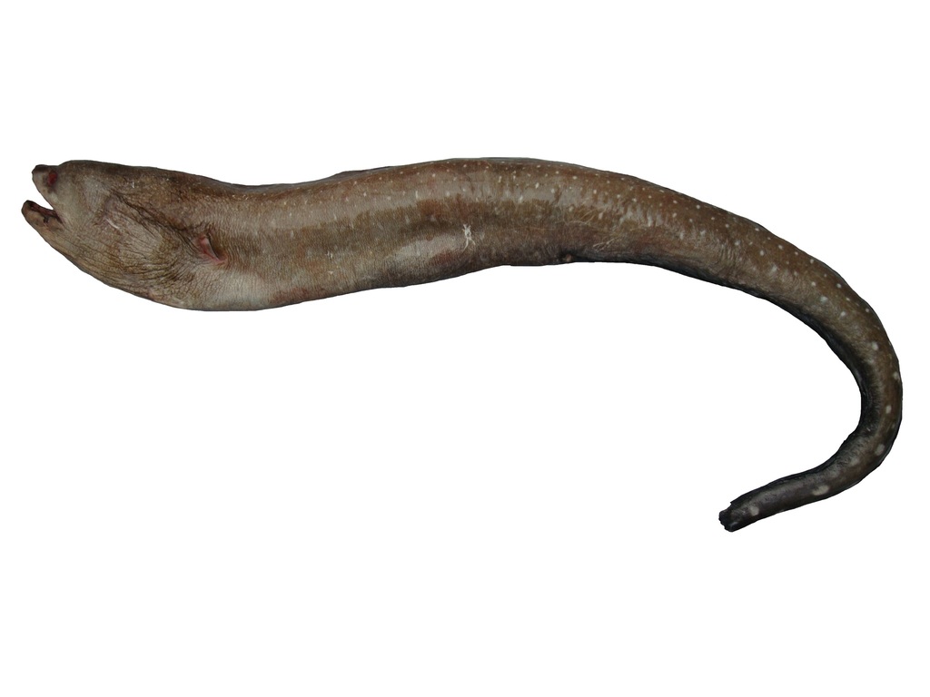 Spottail Moray (Gymnothorax equatorialis) - Marine Life Identification
